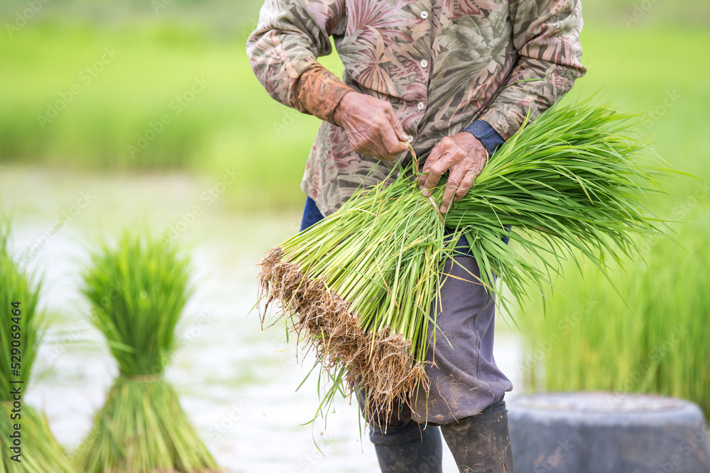 Rice fields, terraces, plantation, farm. An organic asian rice farm ...