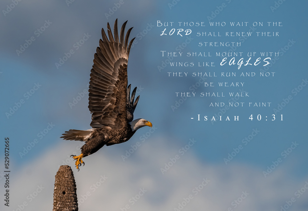 Bald Eagle Picture with Bible Verse Isaiah 40:31 Stock Photo | Adobe Stock