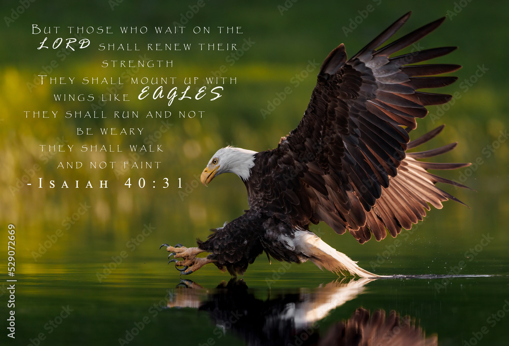Bald Eagle Picture with Bible Verse Isaiah 40:31 Stock Photo | Adobe Stock