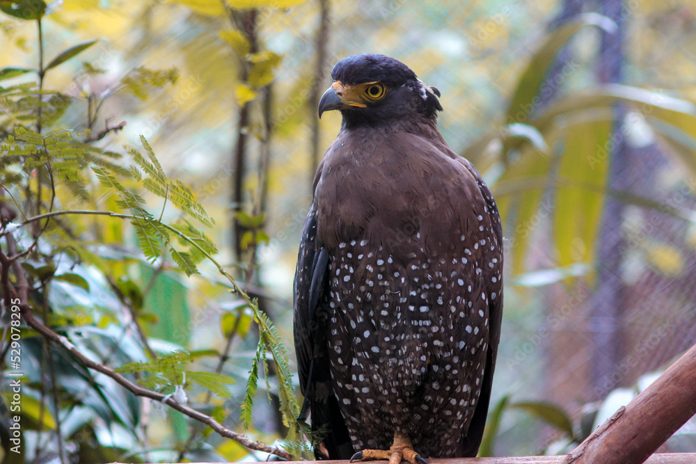 Philippine Serpent Eagle