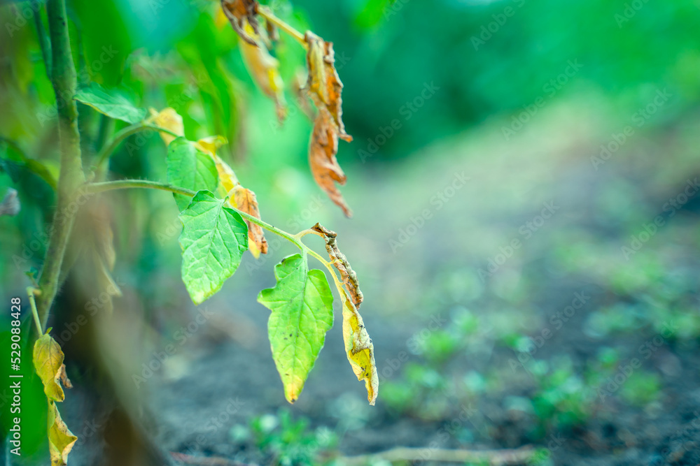 The leaves of a growing tomato are infected with phytophthora close-up ...
