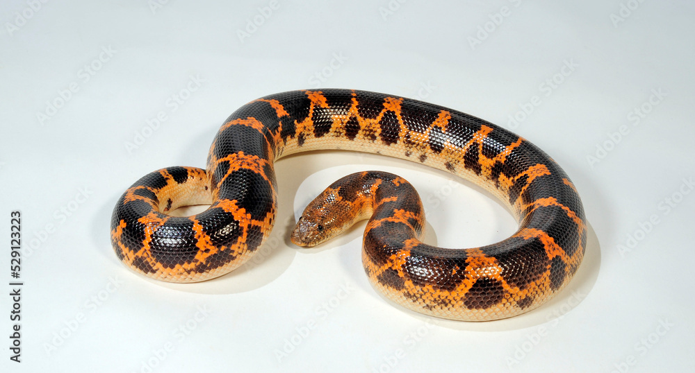 Saharan sand boa, Müller's sand boa // Sahara-Sandboa (Eryx muelleri ...