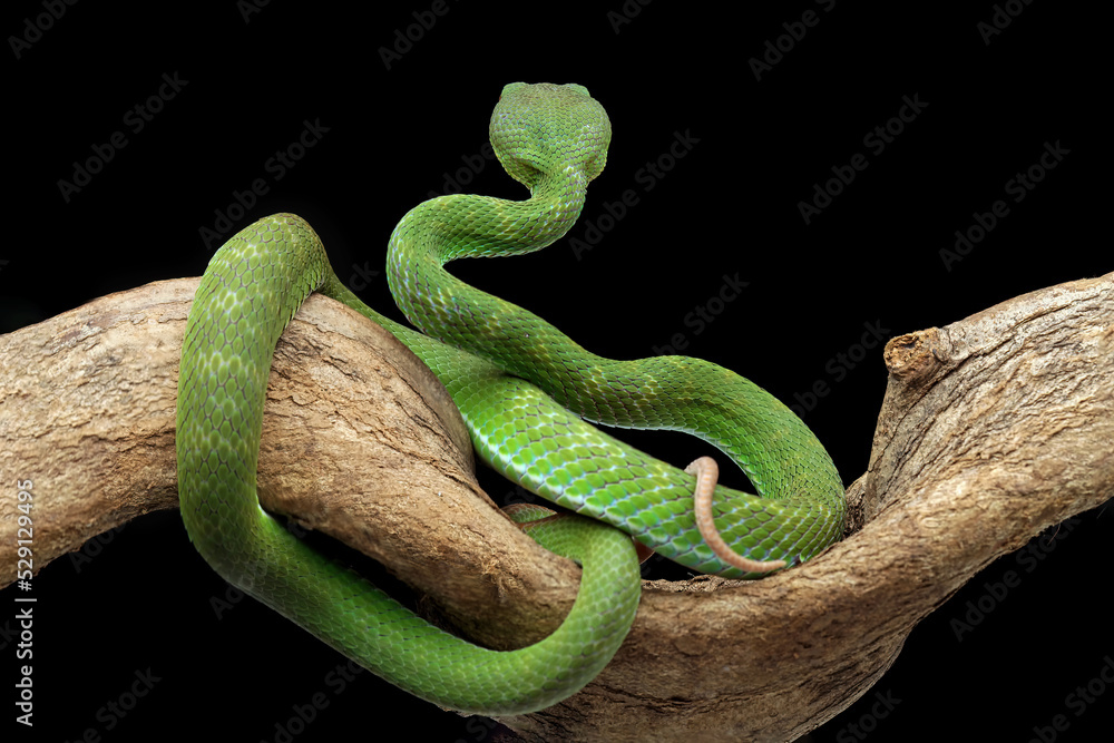 Green venomous snake seen from behind, green viper snake on a black ...