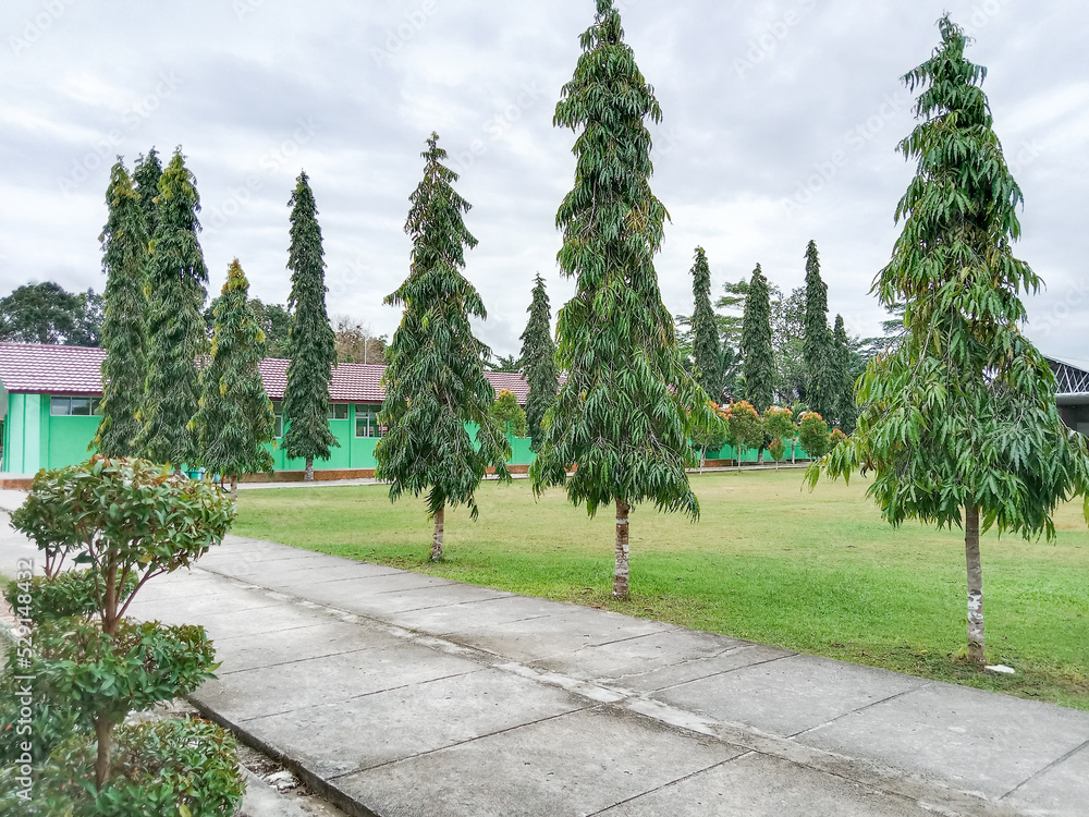 Fotka „Monoon longifolium, the false ashoka also commonly known by its ...