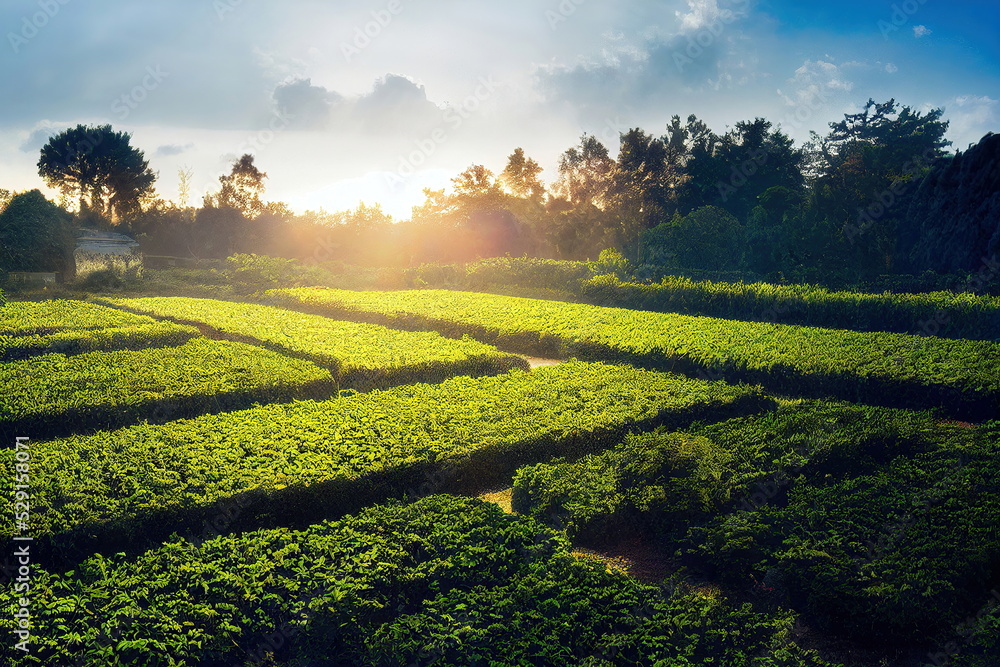 beautiful kitchen garden at sunset, calm nature peaceful background ...