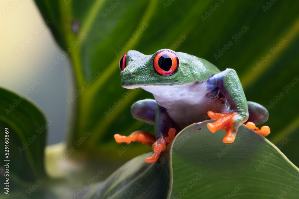 Red-eyed tree frog sitting on green leaves, red-eyed tree frog ...