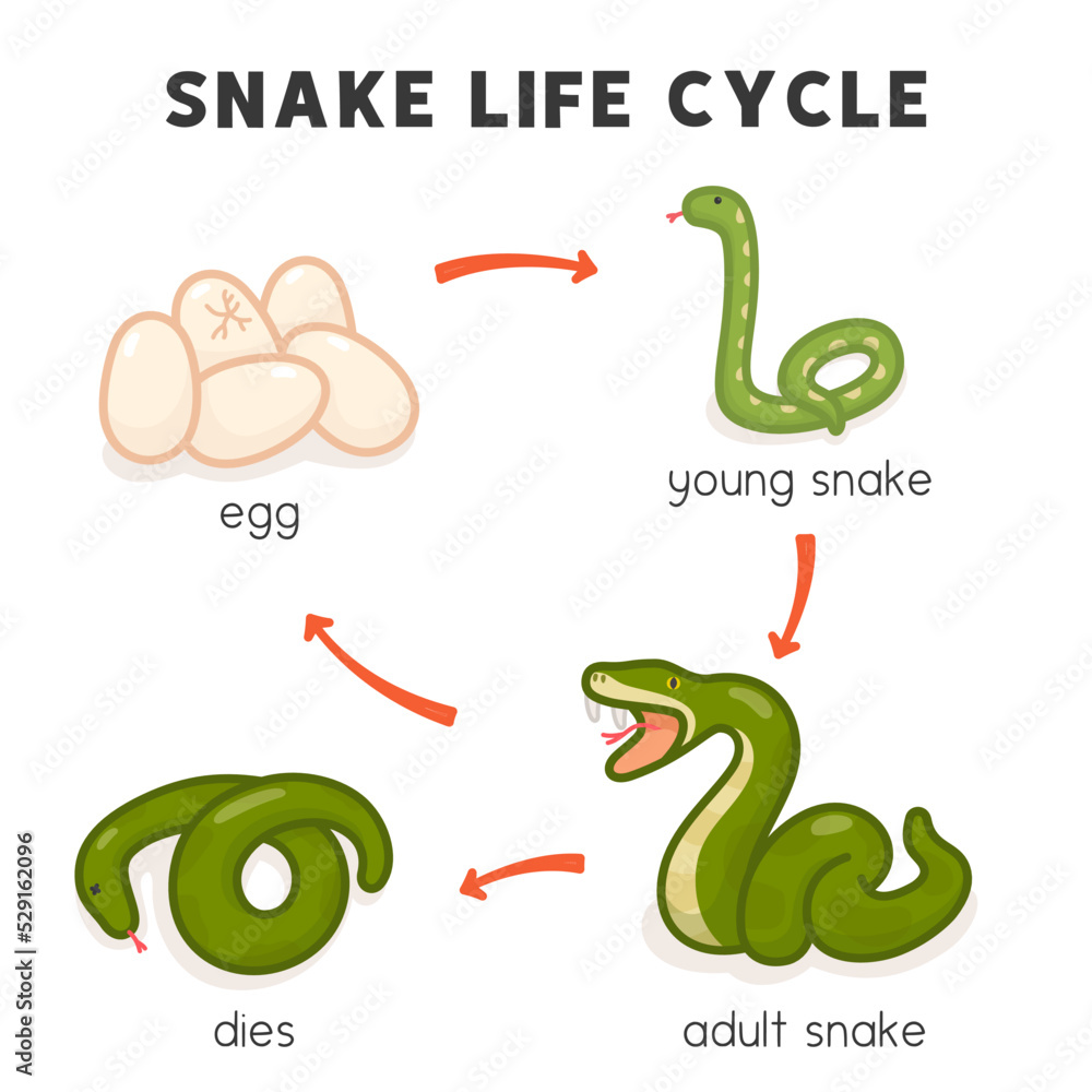 Vetor de snake life cycle diagram chart in science subject kawaii ...