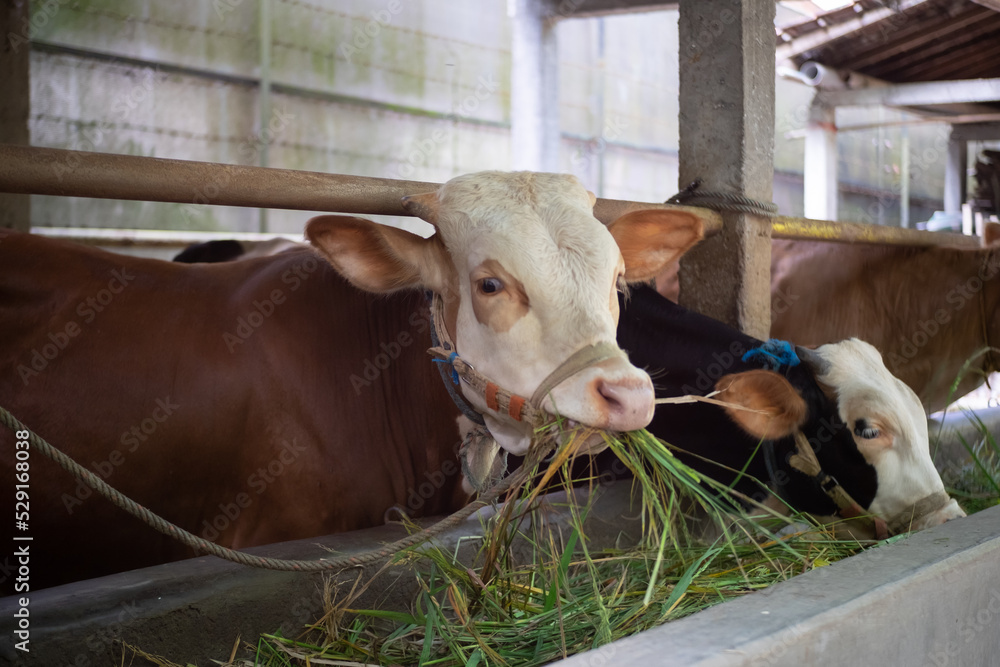 Ongole crossbred cattle or Javanese cow is the largest cattle in ...