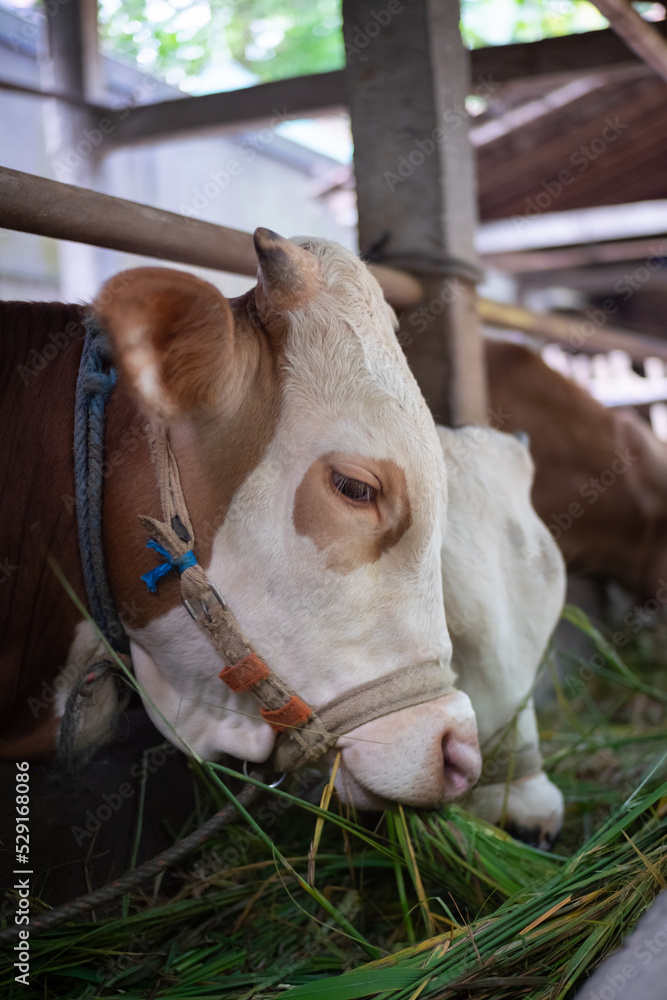 Ongole crossbred cattle or Javanese cow is the largest cattle in ...