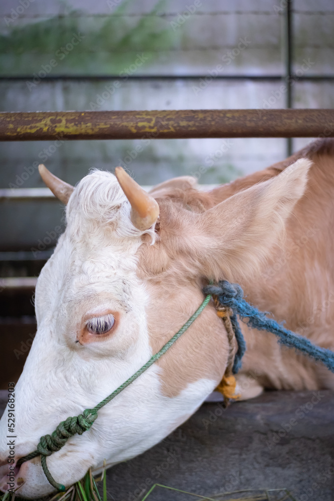 Fotografia do Stock: Ongole crossbred cattle or Javanese cow is the ...