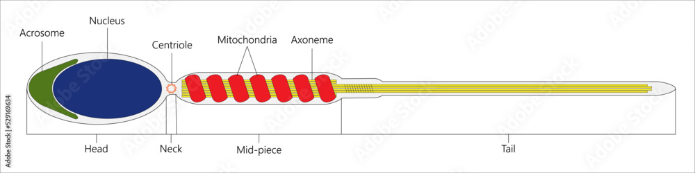 Human sperm cell. Vector illustration. Stock Vector | Adobe Stock