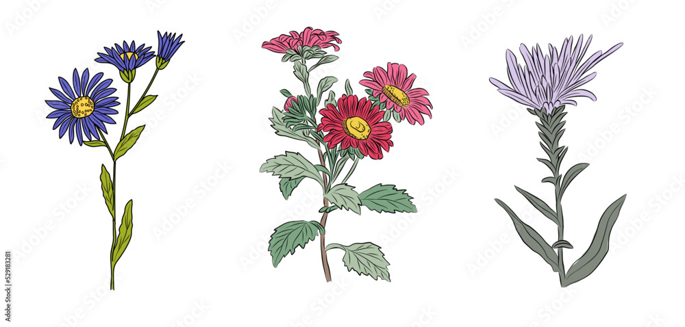Set of September birth month flower Aster colorful vector illustrations ...