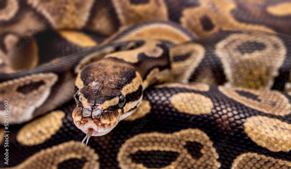 Snake boa constrictor close-up on a white background. Snake skin ...