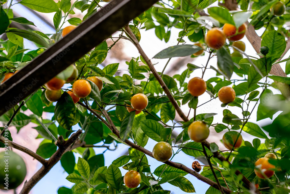 Oranges is hanging on a tree in the greenhouse.Lemonary.Home gardening ...