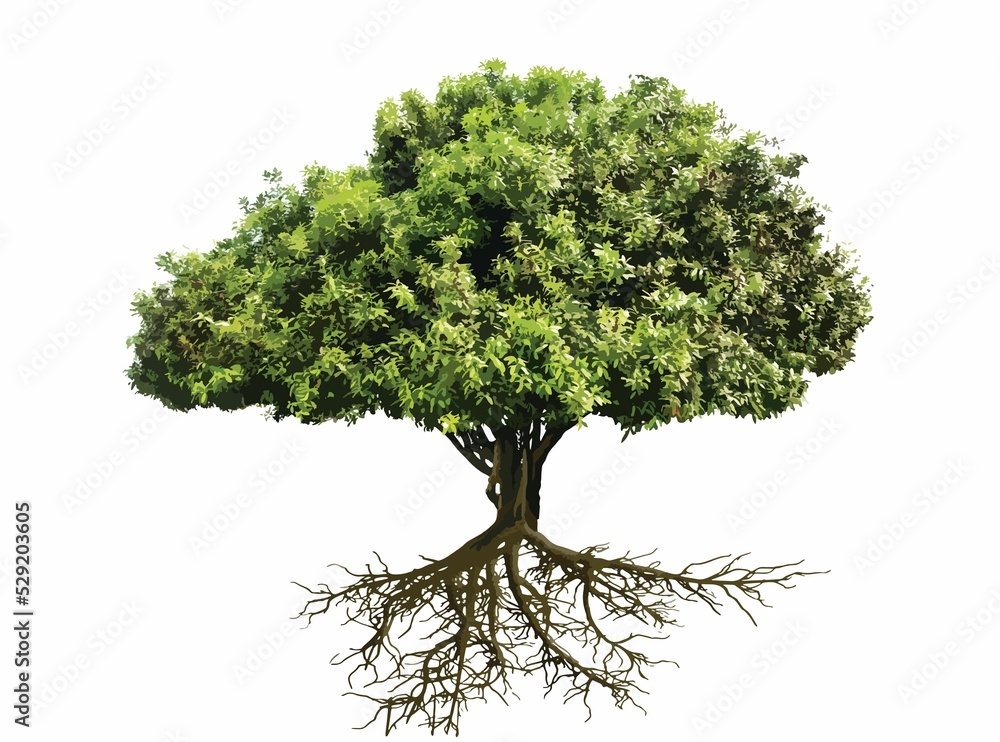 Green tree with roots isolated on white background. Tree sample for ...