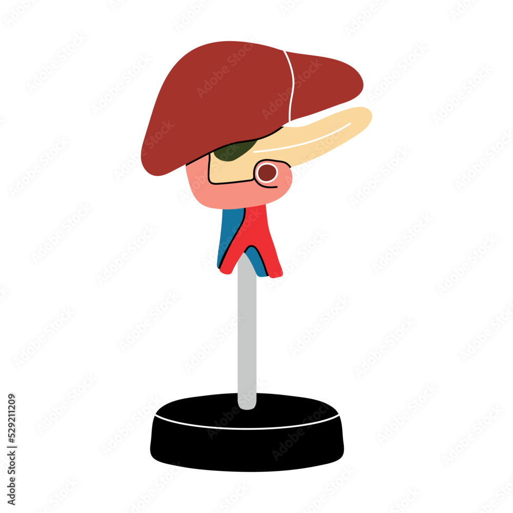 Model of a human liver on a stand in flat line style. Cartoon ...