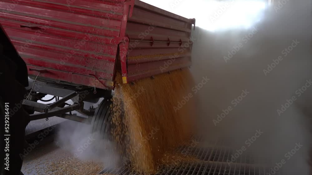 Harvested Corn Grain Being Poured From A Tractor Trailer Into A Grain ...