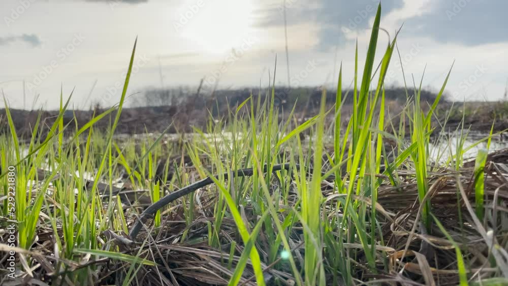 Vidéo Stock swamp pond in the park lifestyle. green grass a flooded ...