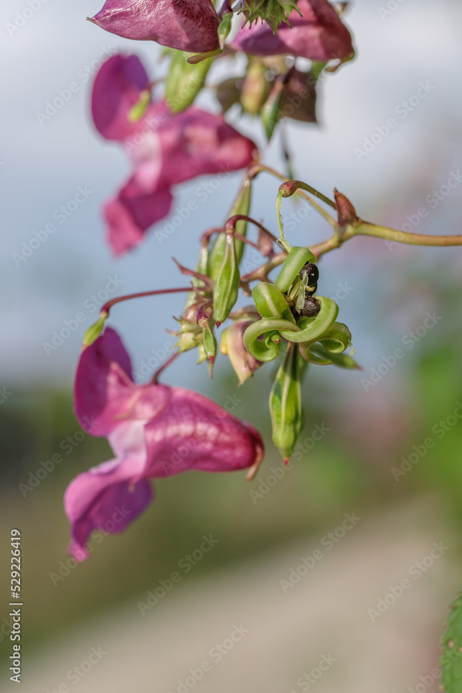 Bursted seed capsule of Himalayan balsam (Impatiens glandulifera ...