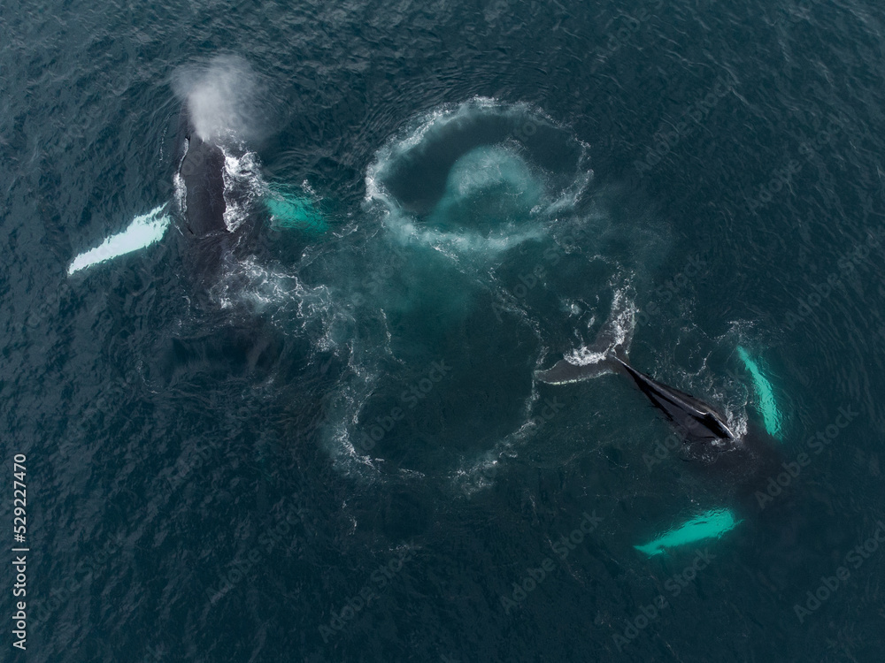 humpback whales hunting in the ocean using bubble net feeding Stock ...