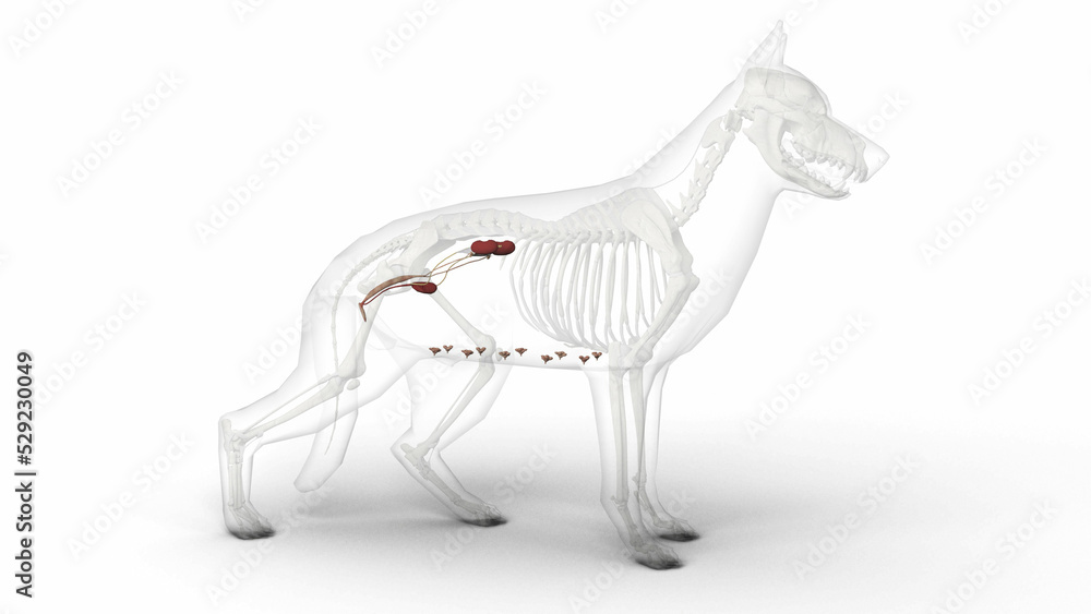 3D render of dog female urogenital system anatomy with transparent body ...