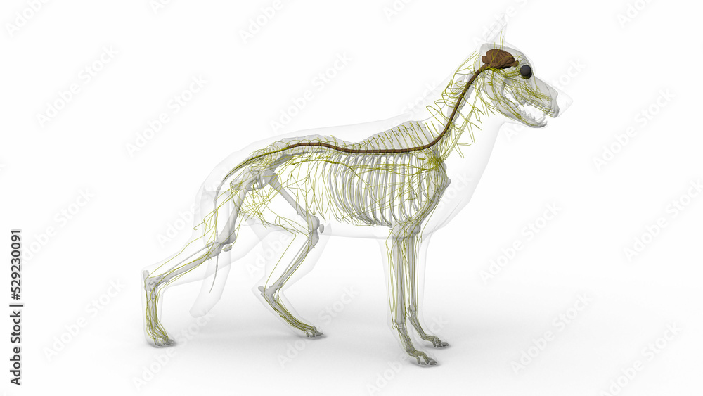 3D render of dog nervous system anatomy with transparent body in clean ...