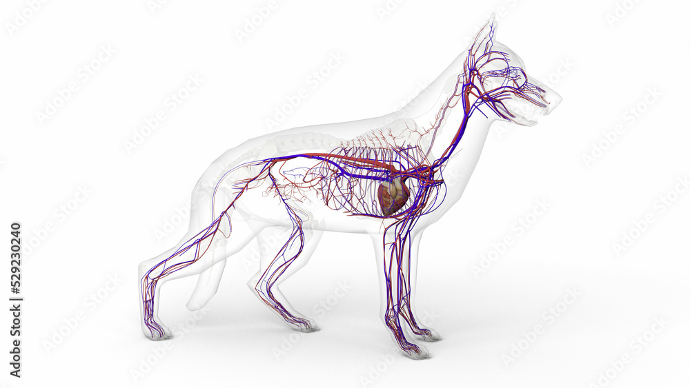 3D render of dog circulatory system anatomy with transparent body in ...