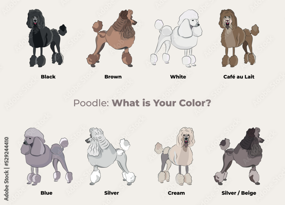 Poodle breed, dog pedigree drawing. Cute dog characters in various ...