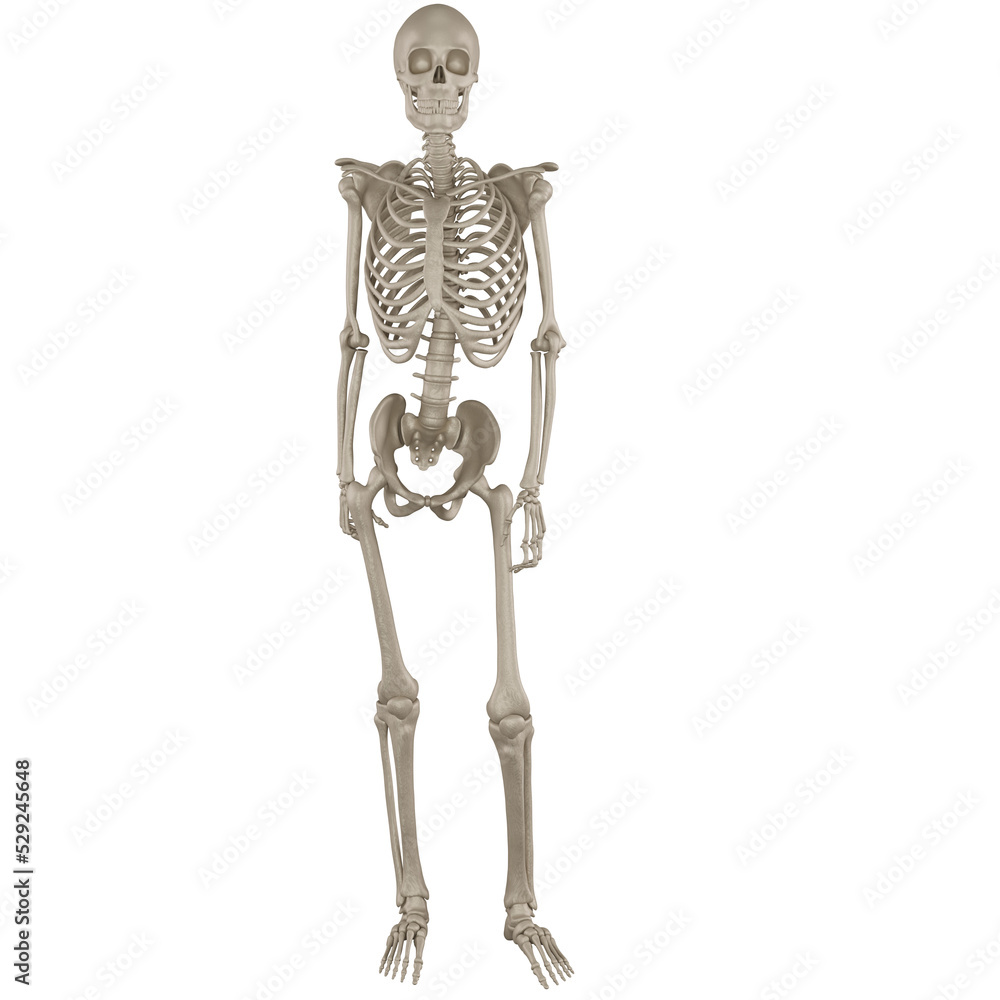 skeleton posing 3d render for 2d game asset Stock Illustration | Adobe ...