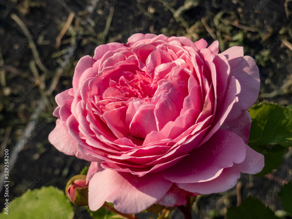English Shrub Rose Bred By David Austin 'Princess Alexandra of Kent ...