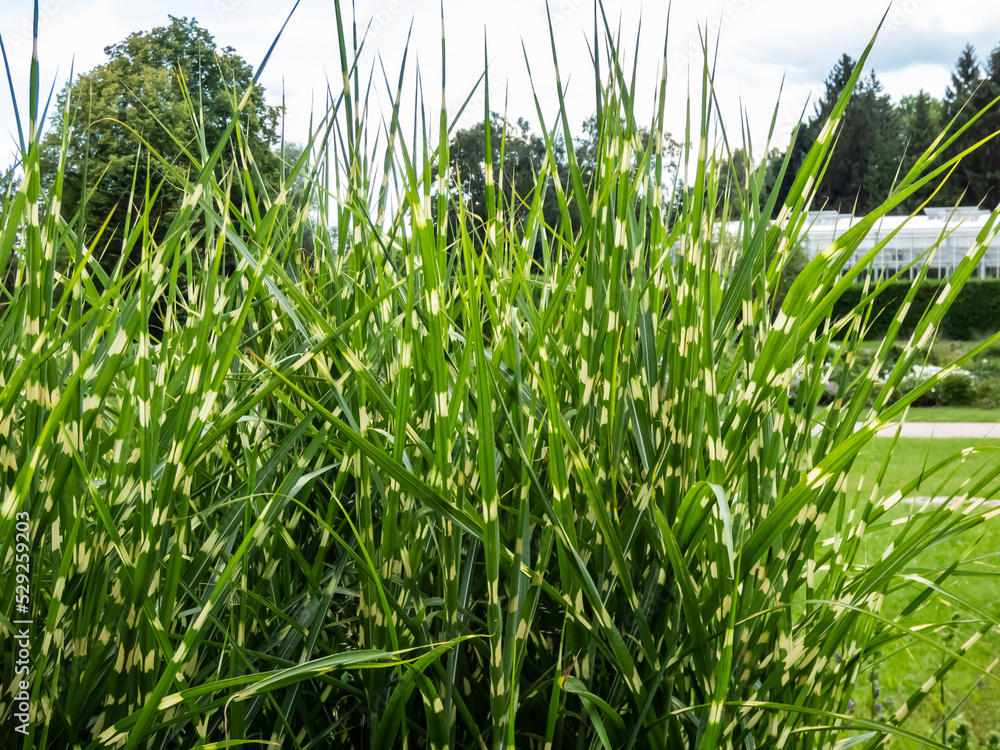 Porcupine Grass (Miscanthus sinensis) 'Strictus' - distinctive ...