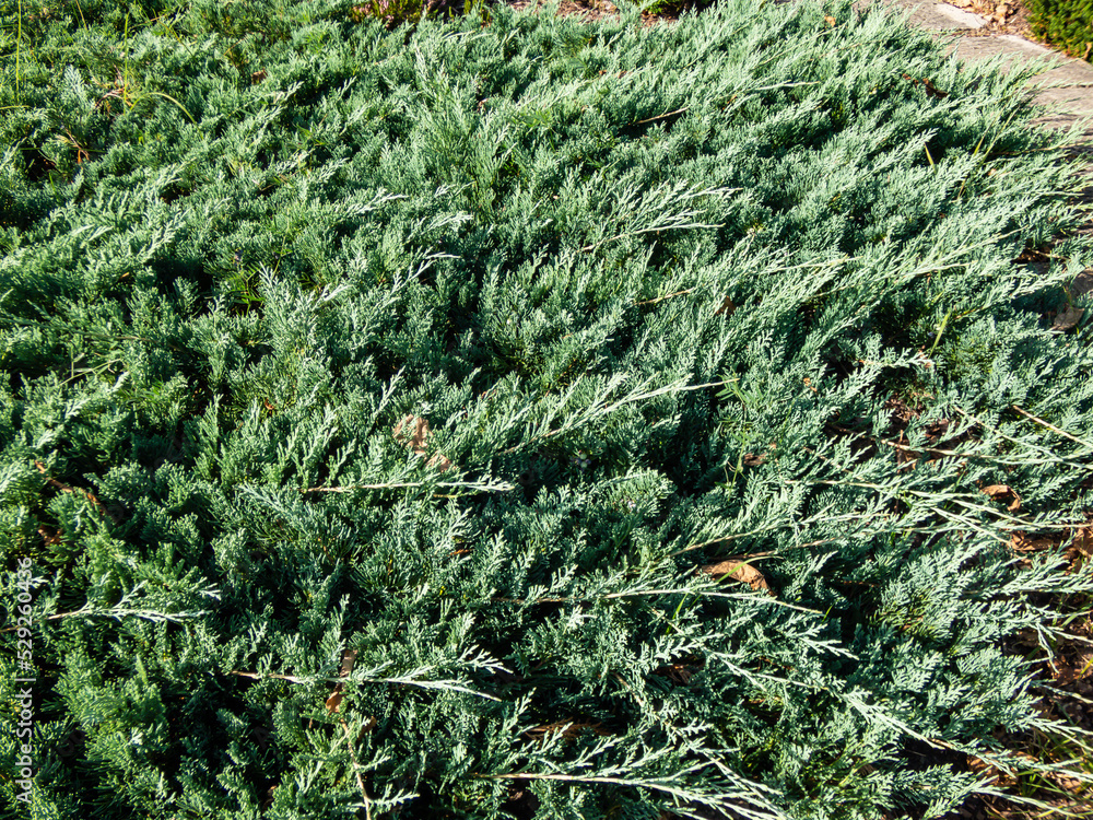 Close-up of Creeping juniper (Juniperus horizontalis) 'Douglasii'. Low ...