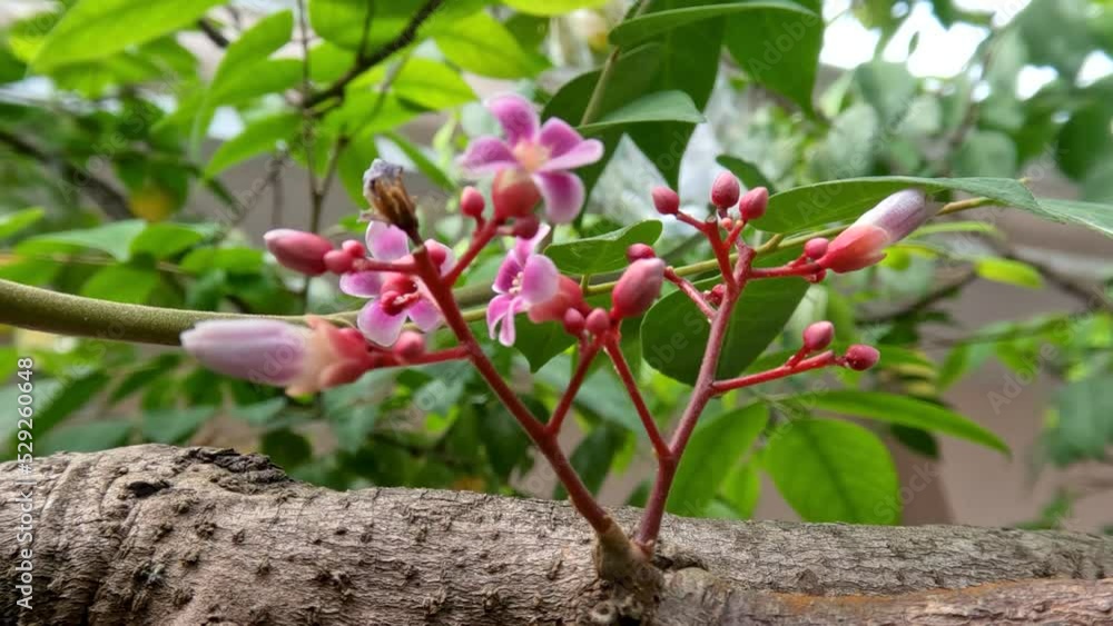 Starfruit Flower