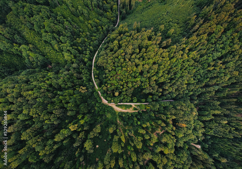 Wide angle aerial photo by drone (top view) of amazing green forest ...