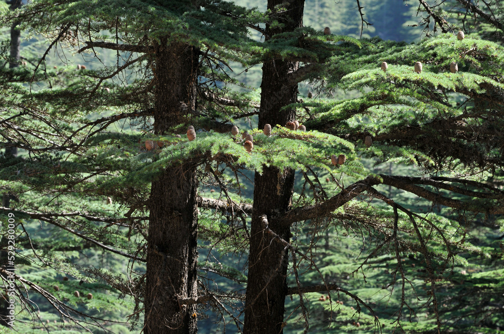 View of the stems and branches of two Taurus cedar (Cedrus libani ...