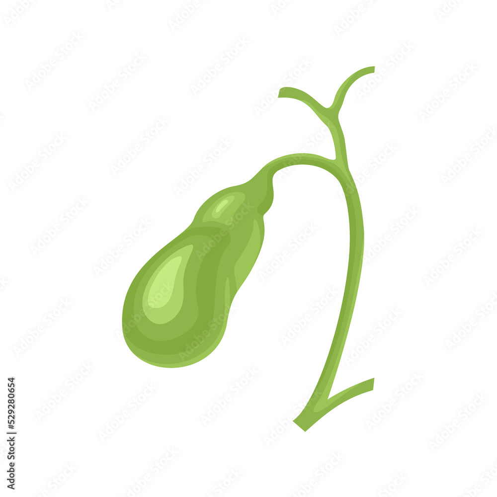 Gallbladder isolated on white background. Cartoon flat illustration of ...