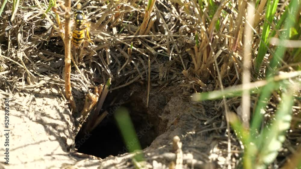 Dwelling of wasps in an earthen hole. One of the safe and secluded ...