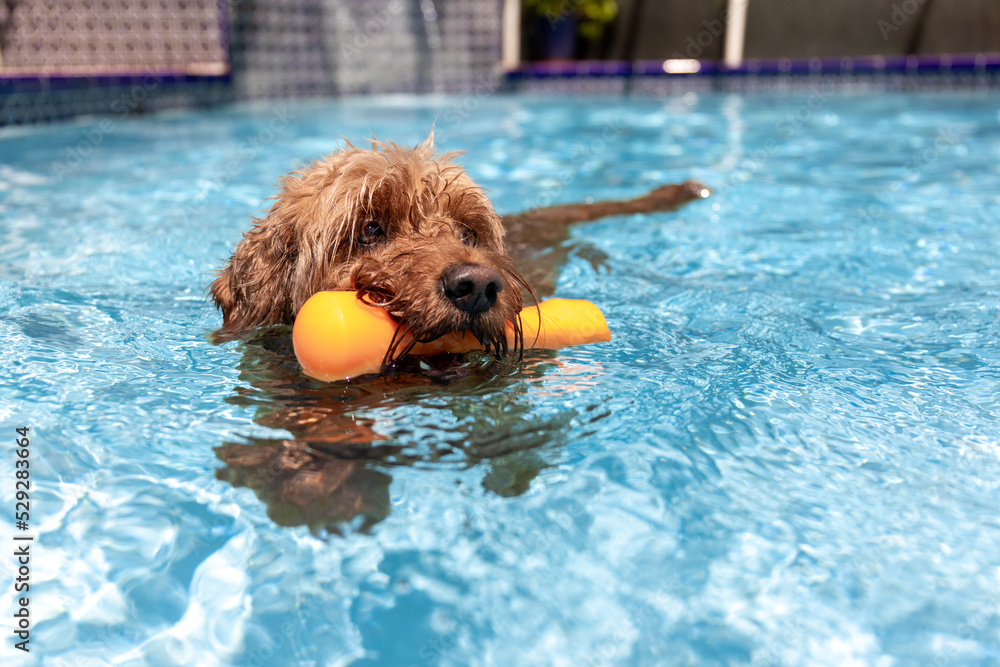 Miniature golden doodle swimming in salt water pool playing fetch Stock ...