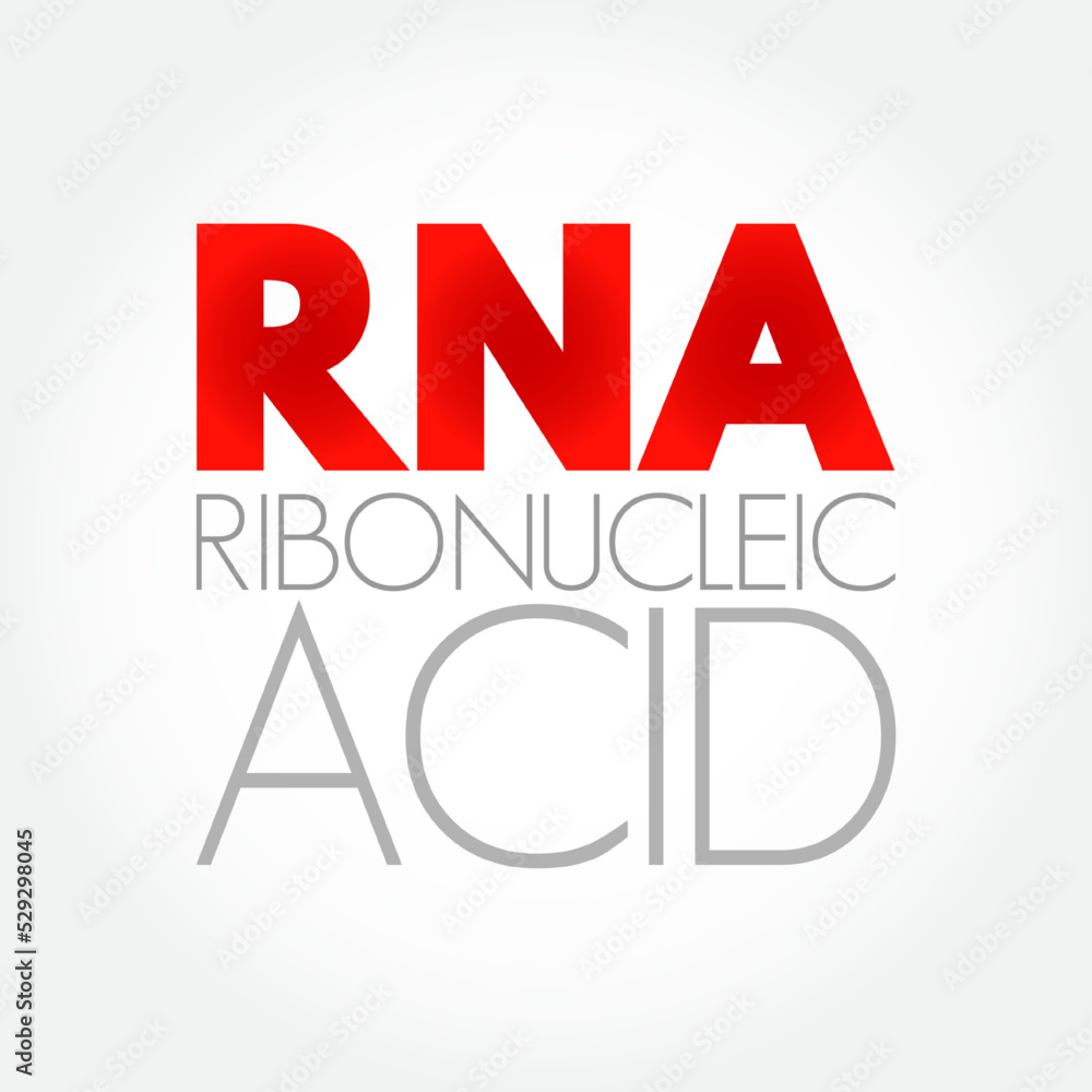 RNA Ribonucleic acid - polymeric molecule essential in various ...