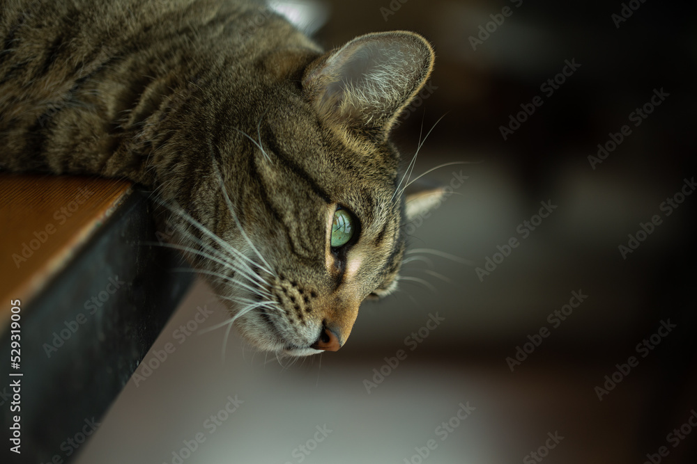 House cat hanging off dining room table Stock Photo | Adobe Stock