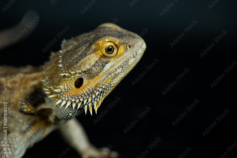 Bearded Dragon side view of head Stock Photo | Adobe Stock