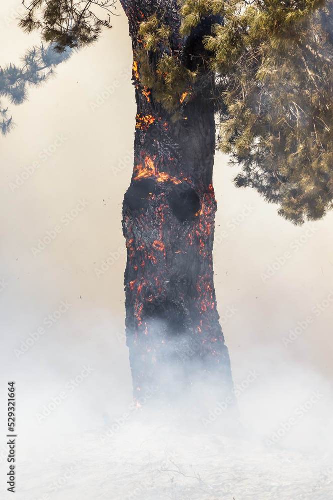 Burning tree, in forest fire. Stock Photo | Adobe Stock