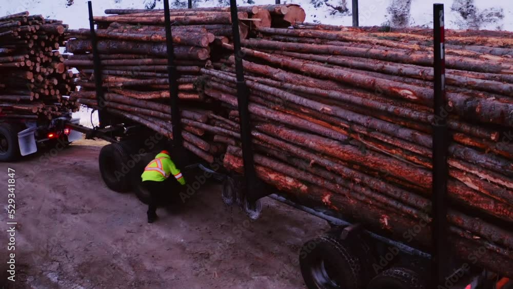 Trucker logger employee ties up a timber load on his 18 wheeler truck ...