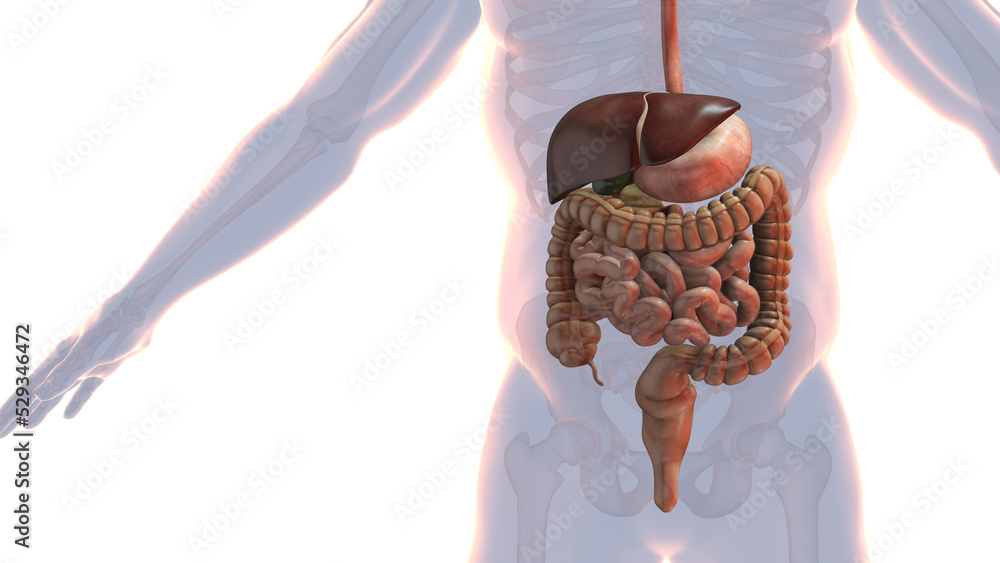 Anatomy of human digestive system 3D illustration Stock Illustration ...