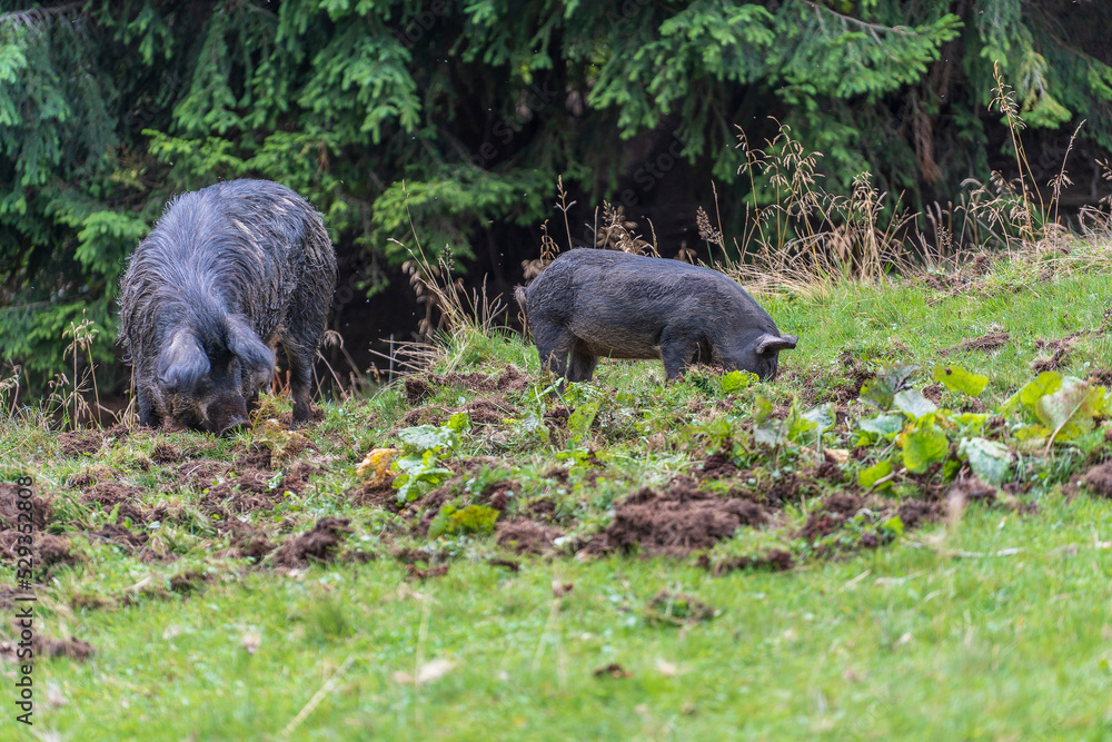 Group of wild black boars in mountain forest in Carpathians in summer ...