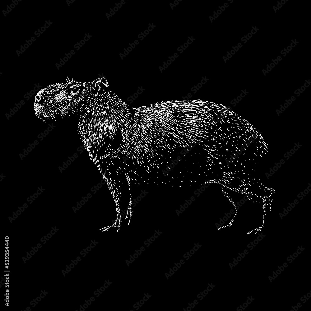 Capybara hand drawing vector illustration isolated on black background ...