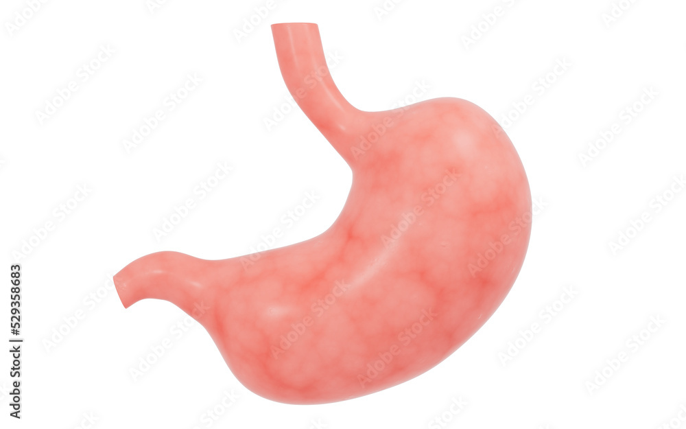 Stomach with white background, 3d rendering. Stock Illustration | Adobe ...