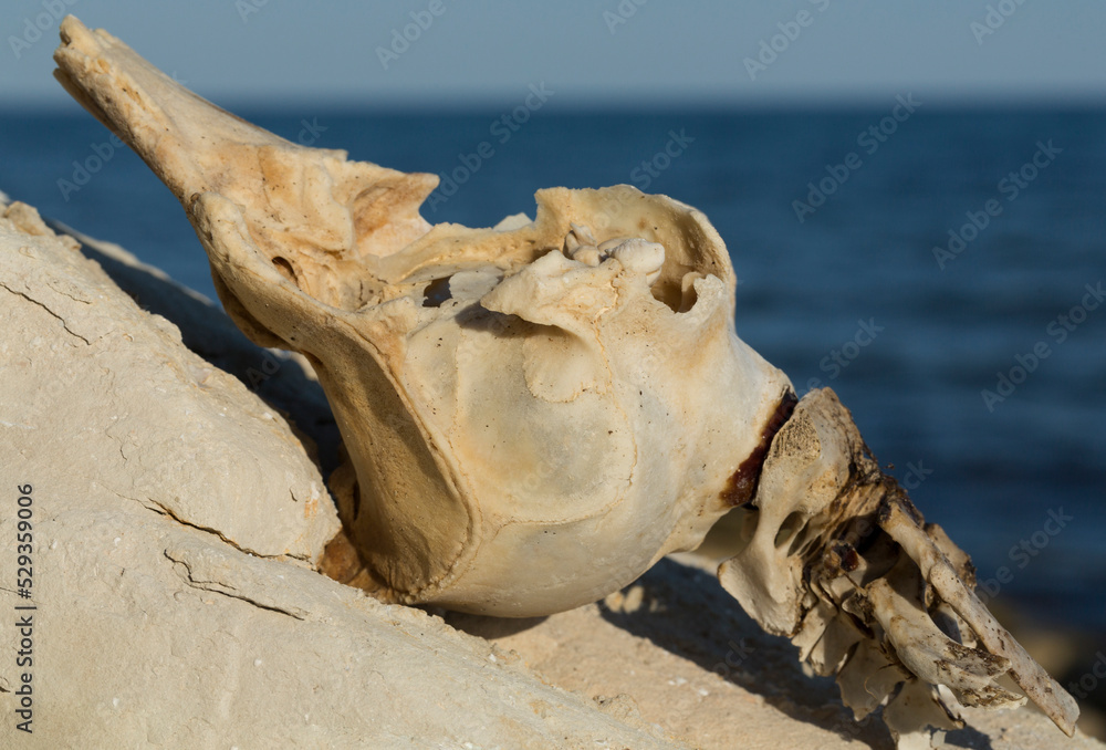 Decomposition of the corpse of a Black Sea dolphin. The skull of a ...