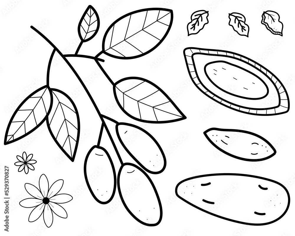 Tonka Bean tree Tonka seed and flower leaf black line hand drawn design ...