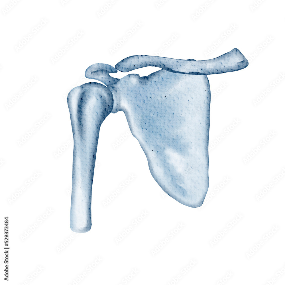Anatomy of the shoulder and orthopedics surgery in bright watercolor ...